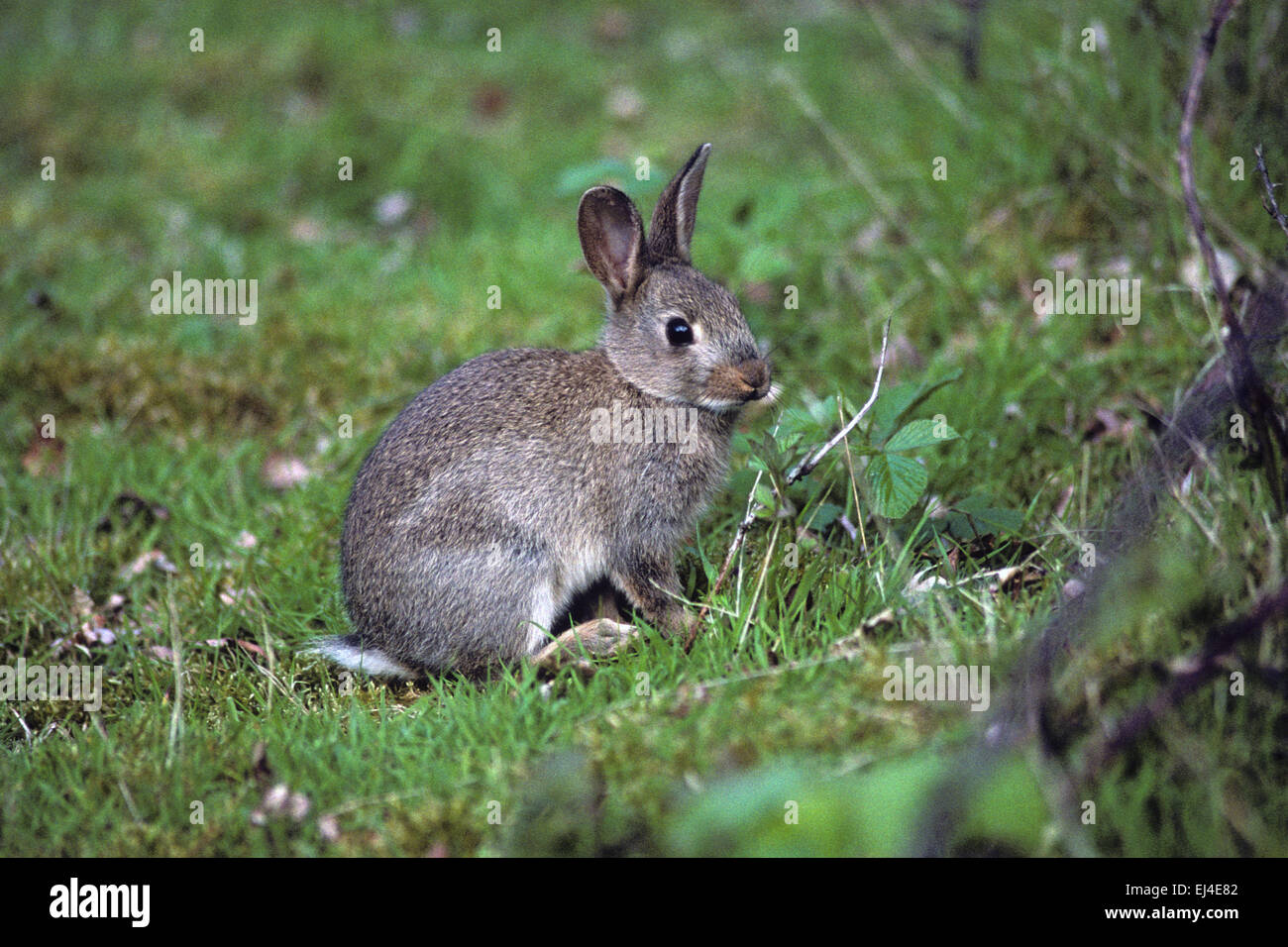 Juvenile Rabbit by hedgerow Stock Photo - Alamy