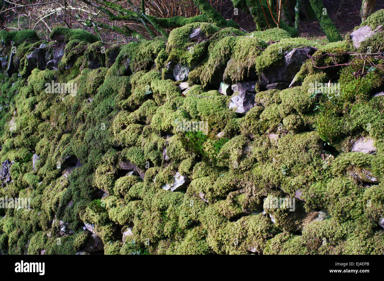 Moss covered stone hi-res stock photography and images - Alamy
