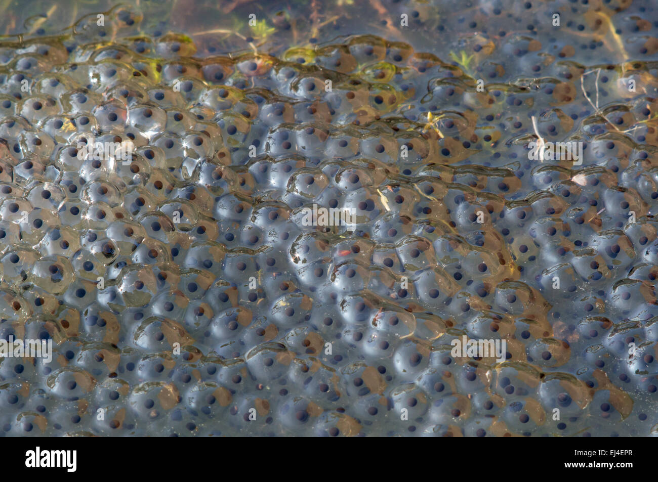 Frog spawn in a garden pond Stock Photo - Alamy