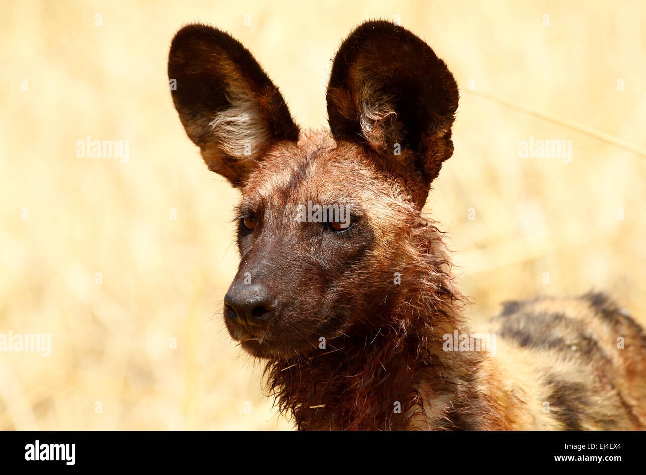 African wild dog antelope hi-res stock photography and images - Alamy