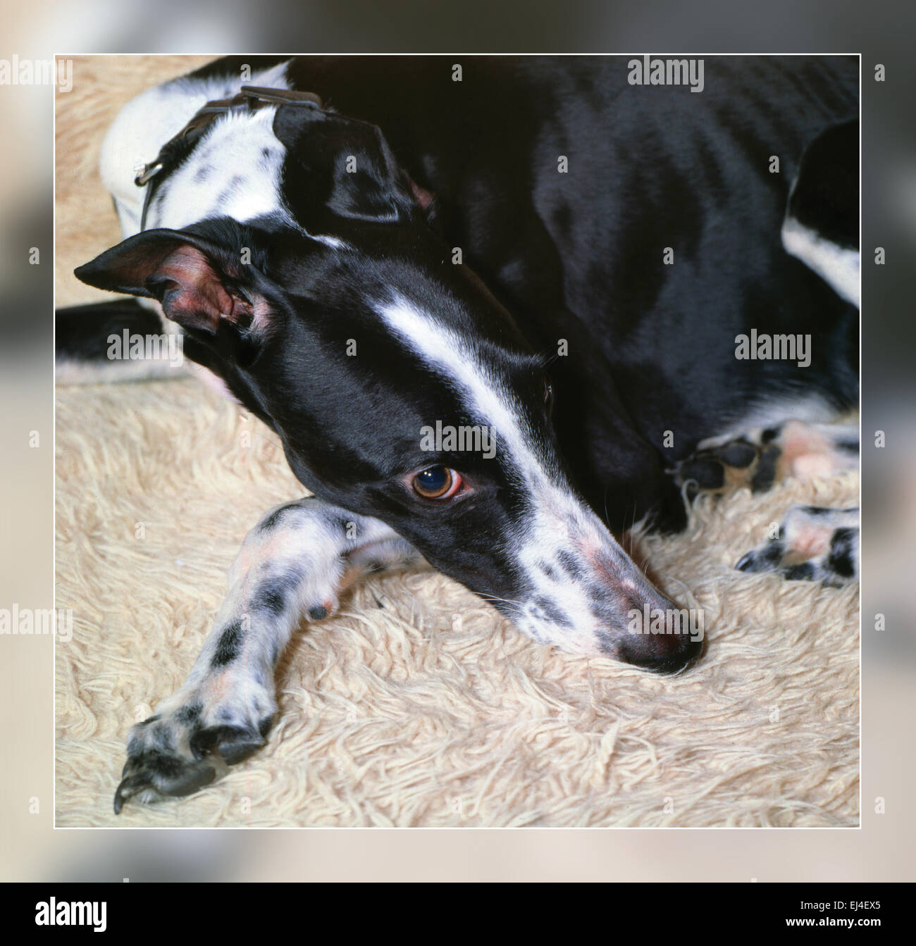 White greyhound dog black spots hi-res stock photography and images - Alamy