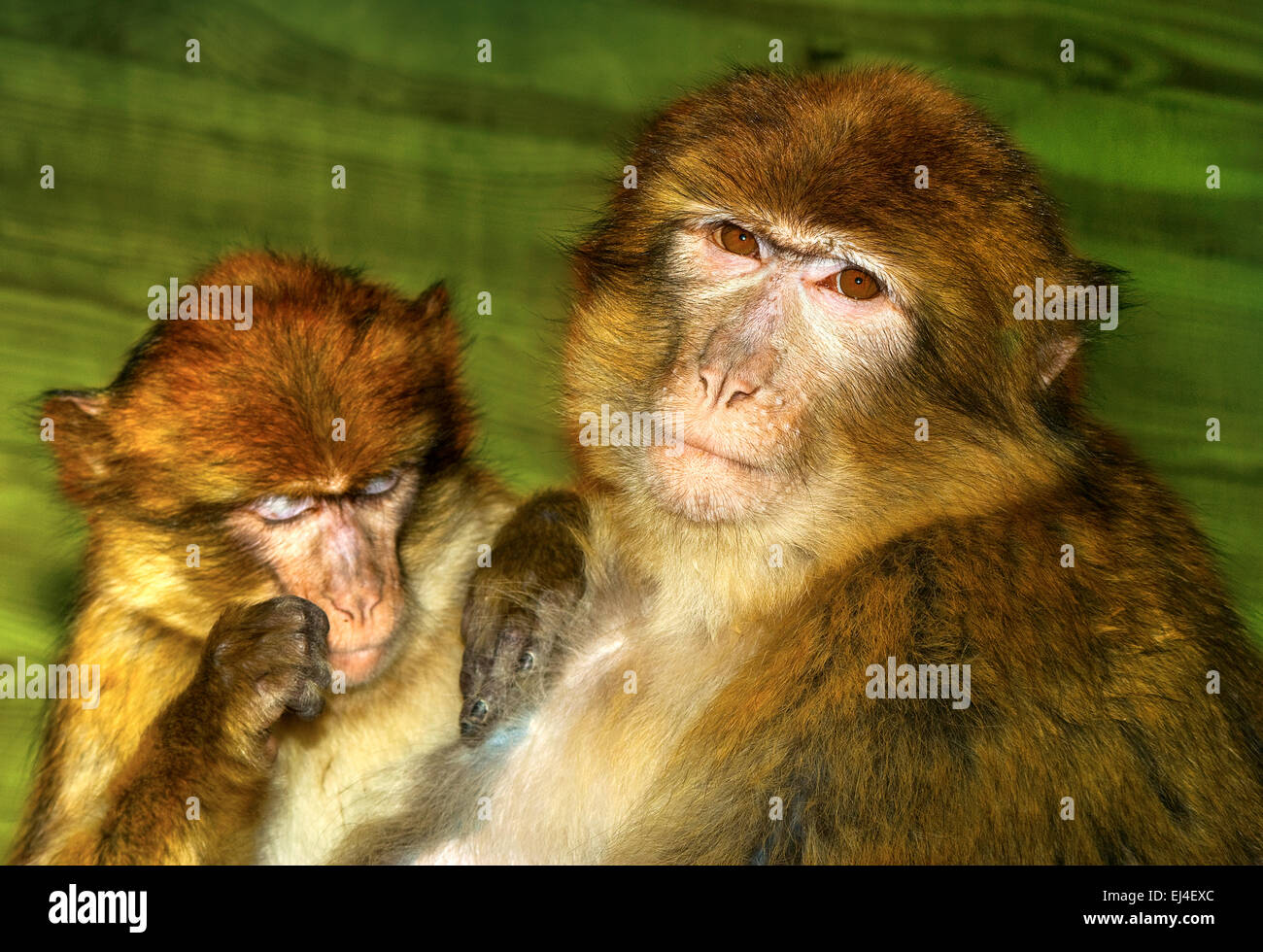 Monkeys of europe hi-res stock photography and images - Alamy