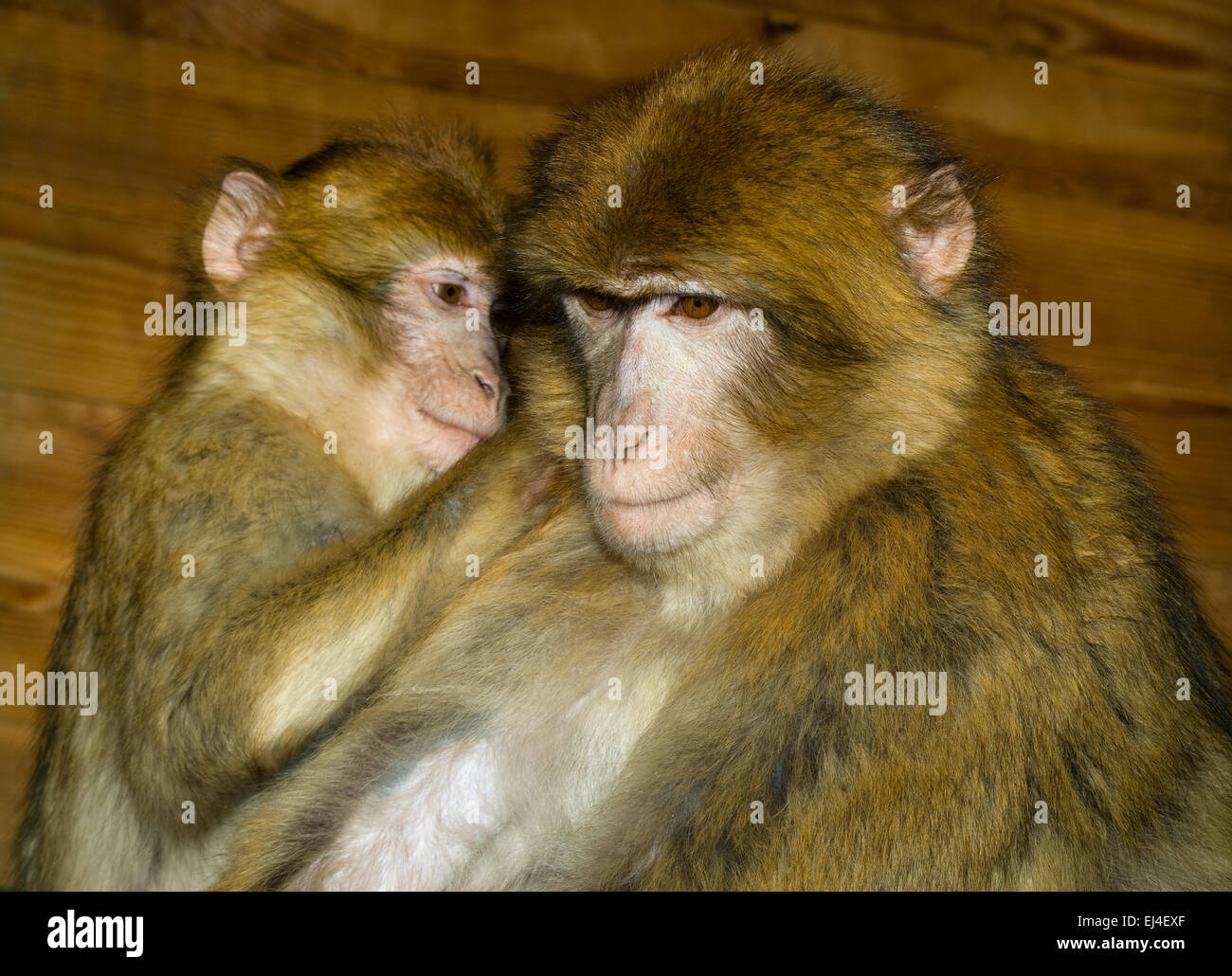 Monkeys of europe hi-res stock photography and images - Alamy