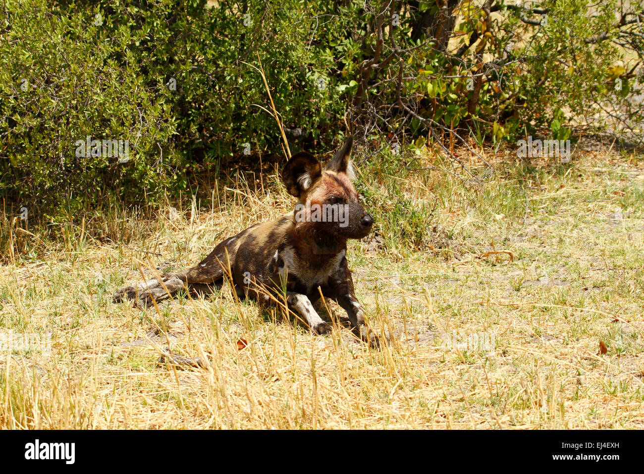 Resting African Wild Dog. This is the most successful African predator ...