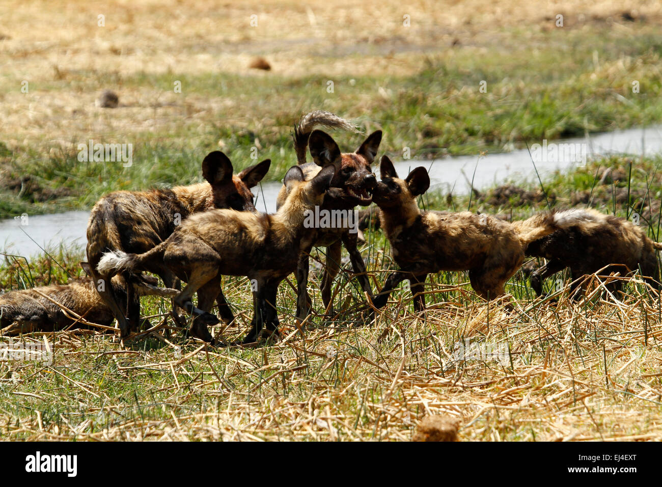 Active pack of endangered African Wild Dogs. Alpha female comes back to ...