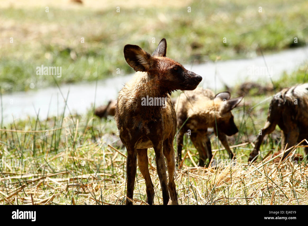 Hunting African Wild Dog. This is the most successful African predator ...