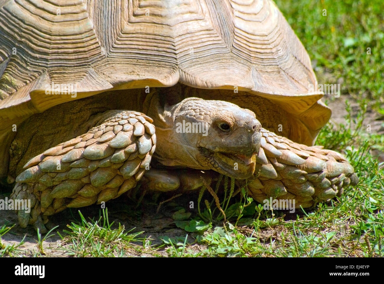 Elephant tortoise or galápagos tortoise (Chelonoidis elephantopus Stock ...