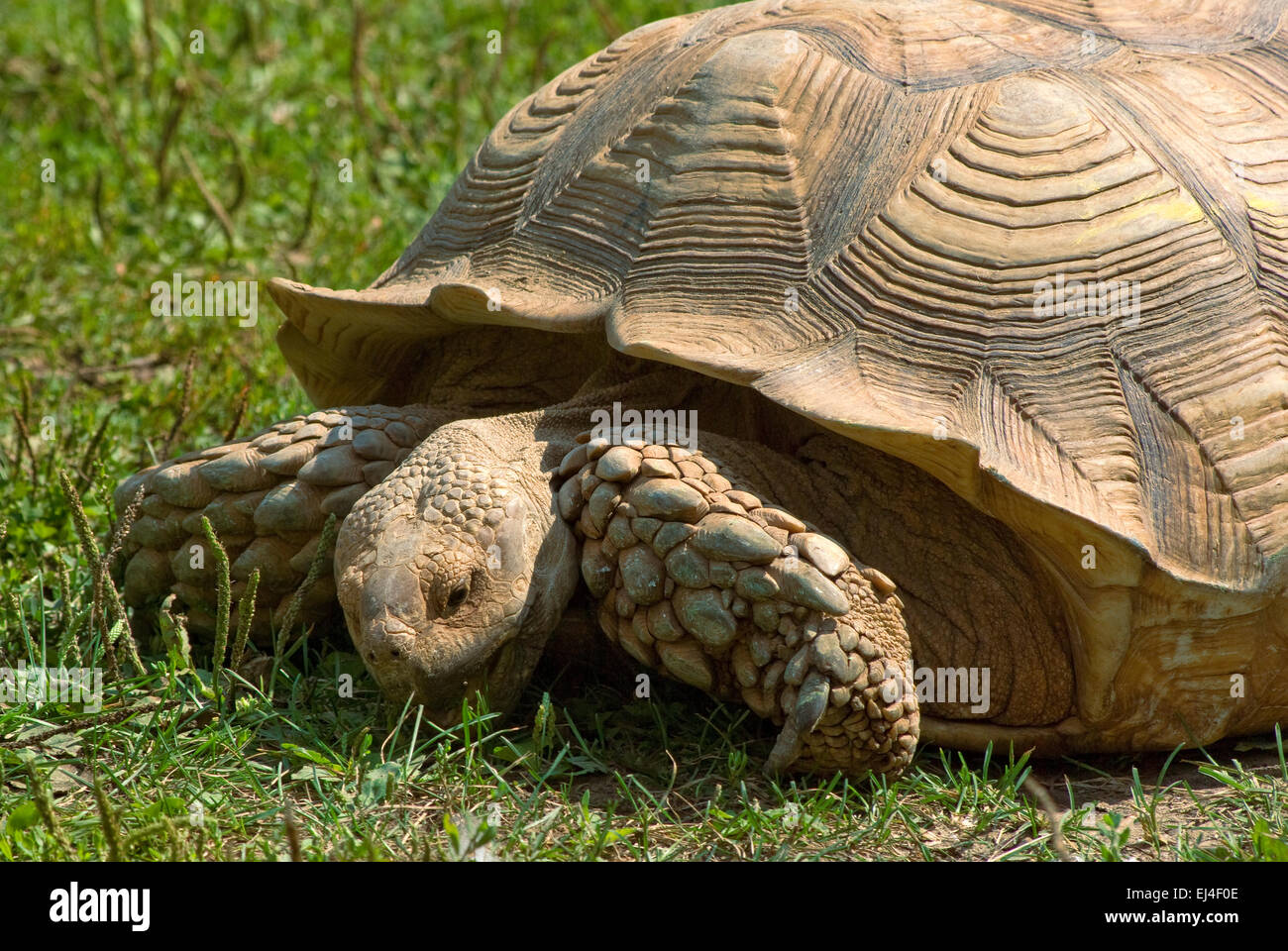 Elephant tortoise or galápagos tortoise (Chelonoidis elephantopus Stock ...