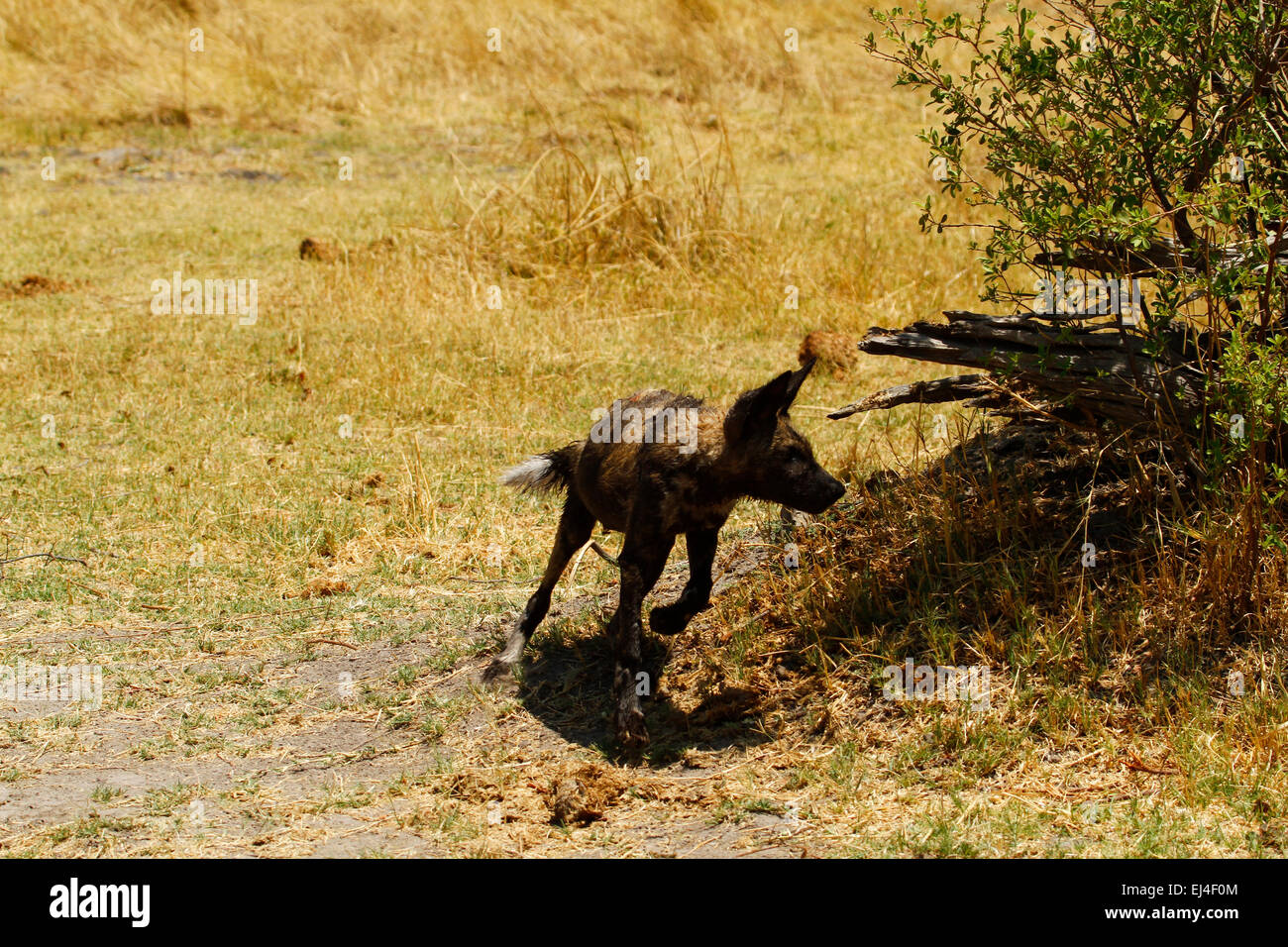 Hunting African Wild Dog. This is the most successful African predator ...
