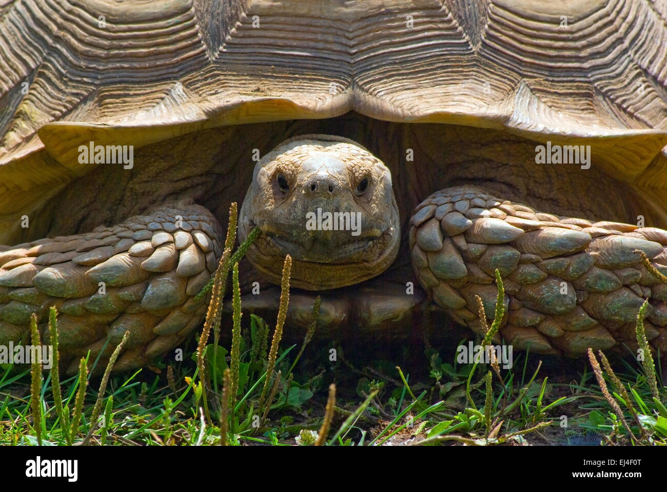 Elephant tortoise or galápagos tortoise (Chelonoidis elephantopus Stock ...
