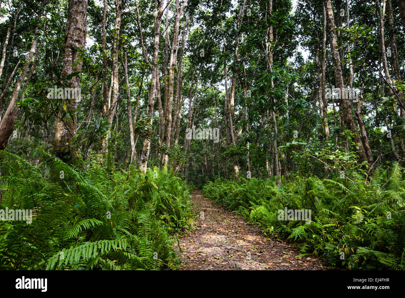 Jozani Forest, Zanzibar, Tanzania Stock Photo - Alamy