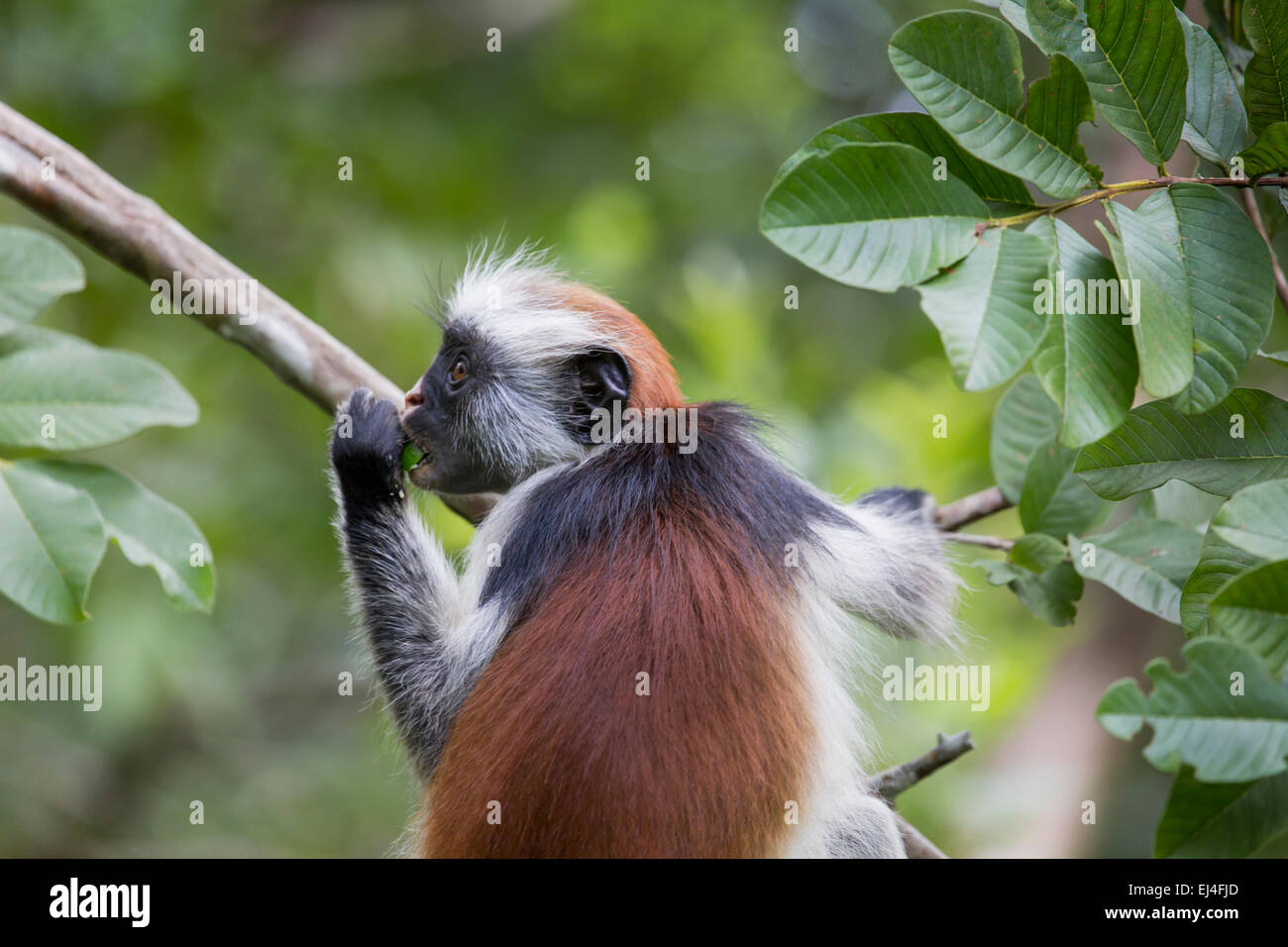 Endangered Zanzibar red colobus monkey (Procolobus kirkii), Jozani ... Endangered Zanzibar red colobus monkey (Procolobus kirkii), Jozani ...