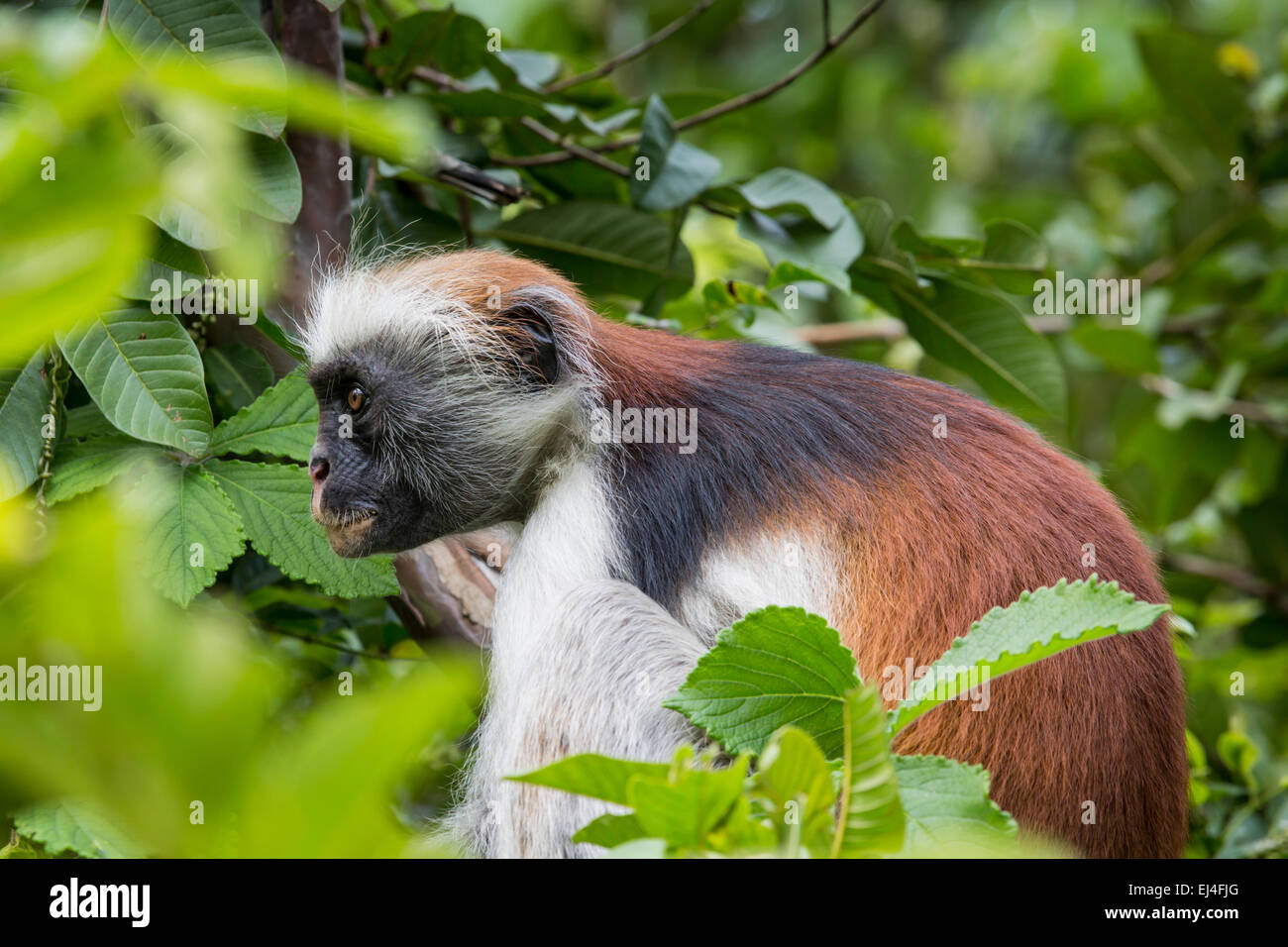 Endangered Zanzibar red colobus monkey (Procolobus kirkii), Jozani ...