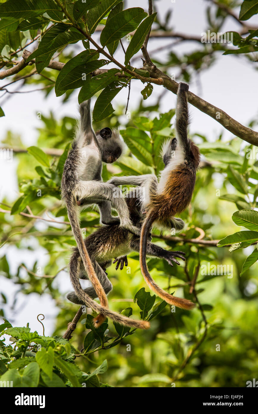 Endangered Zanzibar red colobus monkey (Procolobus kirkii), Jozani ... Endangered Zanzibar red colobus monkey (Procolobus kirkii), Jozani ...