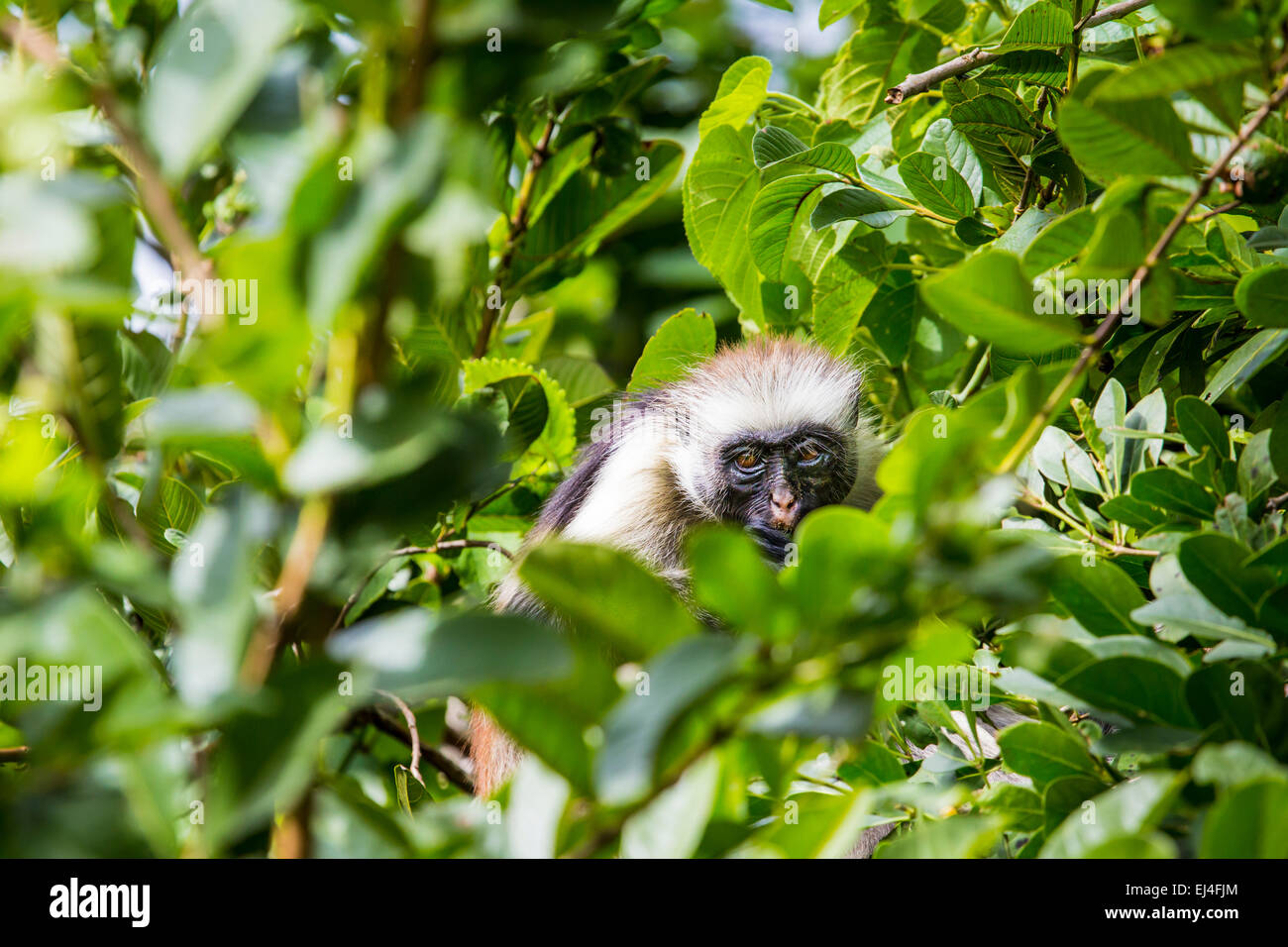 Endangered Zanzibar red colobus monkey (Procolobus kirkii), Jozani ... Endangered Zanzibar red colobus monkey (Procolobus kirkii), Jozani ...