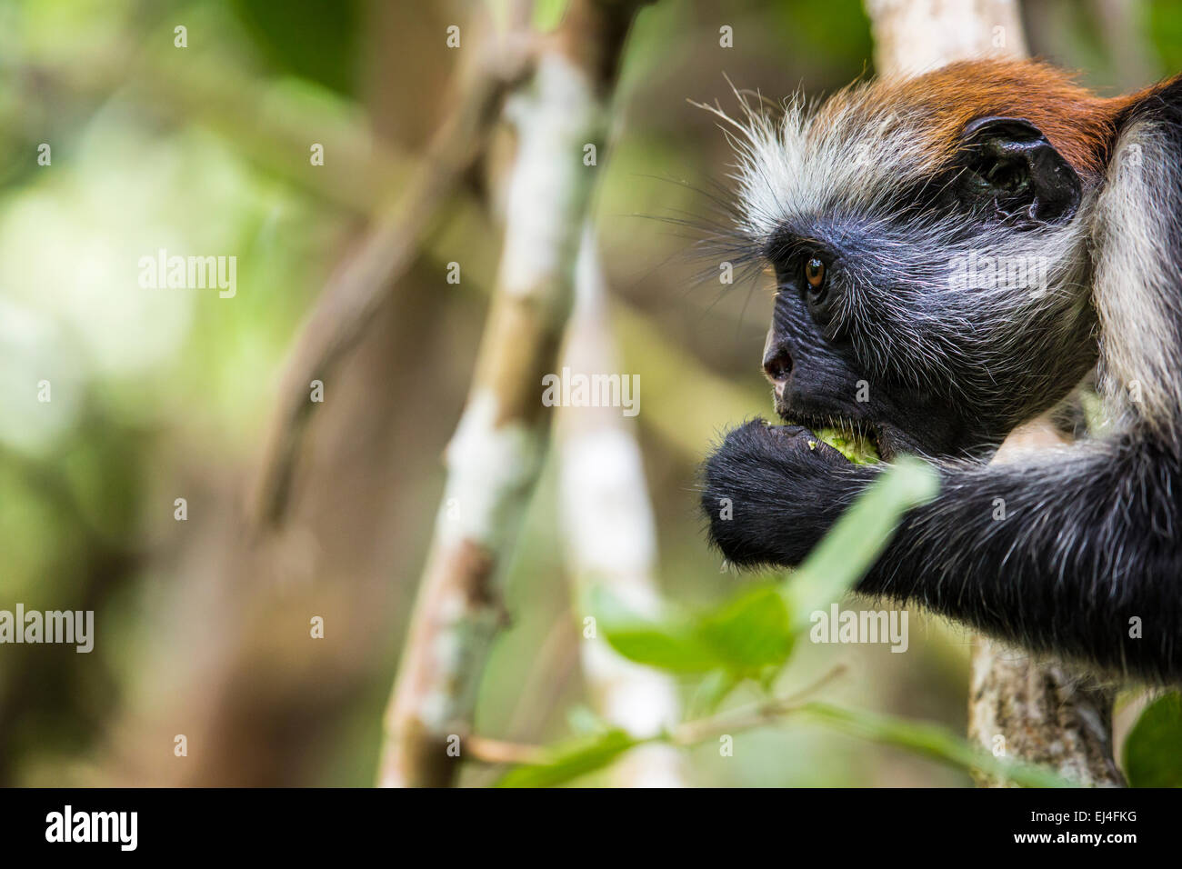 Endangered Zanzibar red colobus monkey (Procolobus kirkii), Jozani ... Endangered Zanzibar red colobus monkey (Procolobus kirkii), Jozani ...