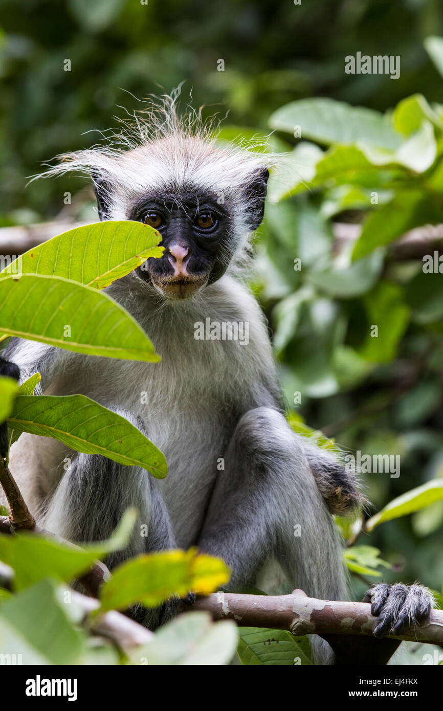 Endangered Zanzibar red colobus monkey (Procolobus kirkii), Jozani ...