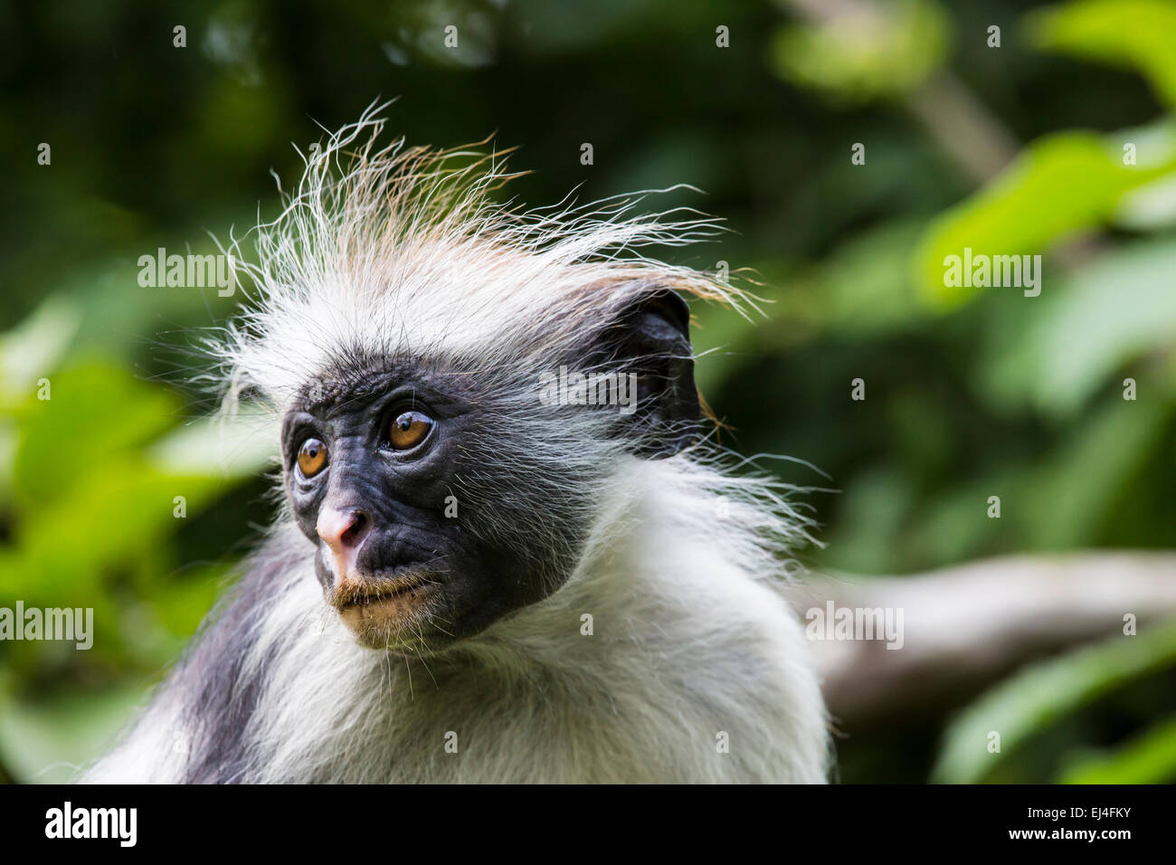 Endangered Zanzibar red colobus monkey (Procolobus kirkii), Jozani ... Endangered Zanzibar red colobus monkey (Procolobus kirkii), Jozani ...