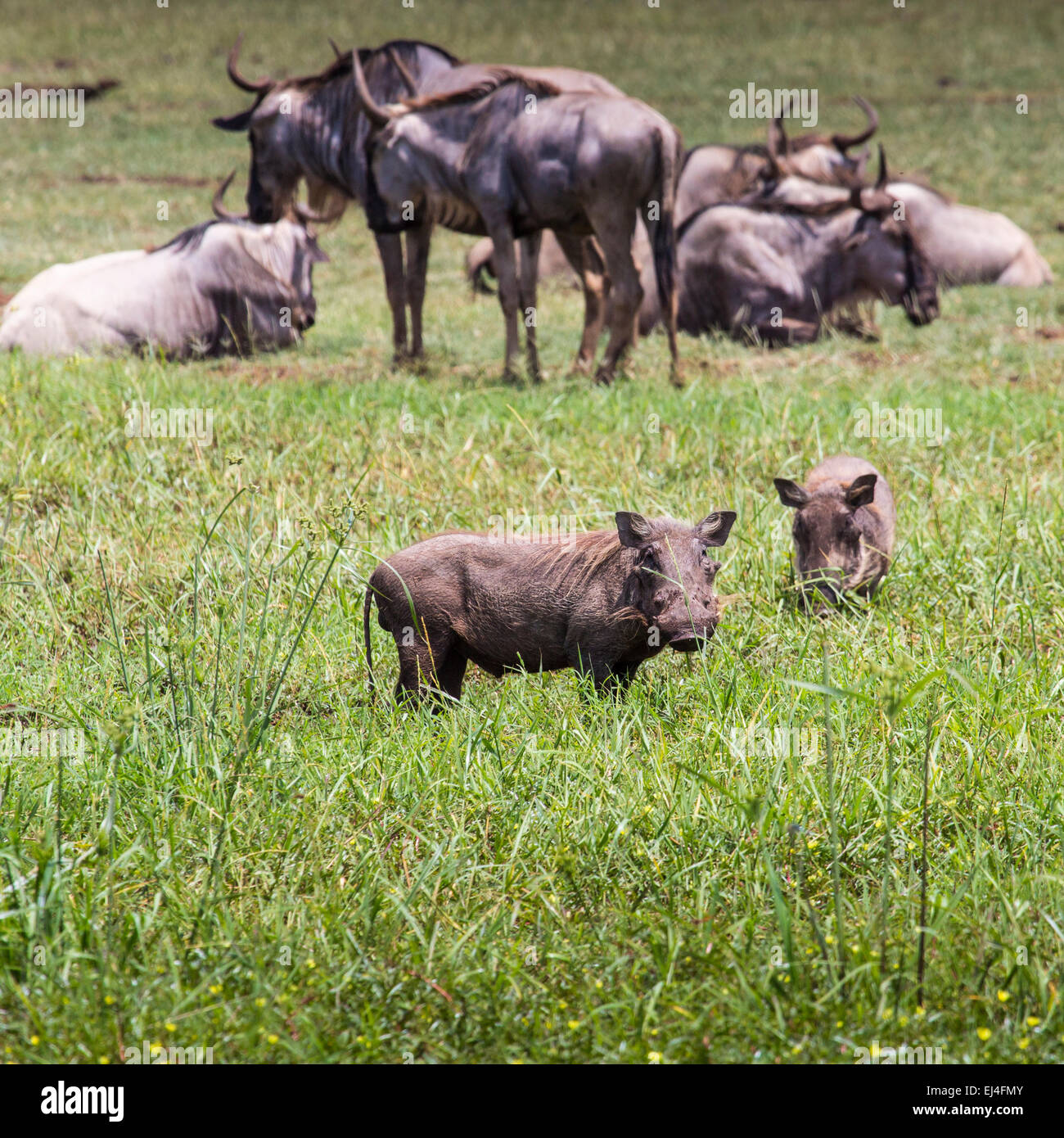 African water hog hi-res stock photography and images - Alamy