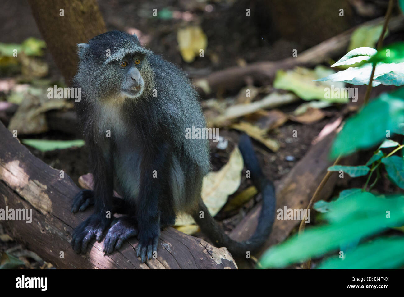 Red And Blue Faced Monkey
