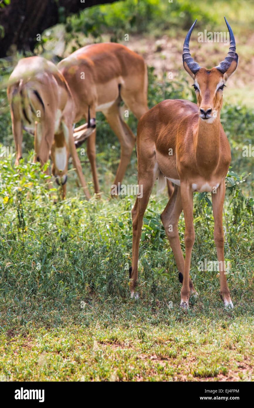 Lion Impala Stock Photos & Lion Impala Stock Images - Alamy