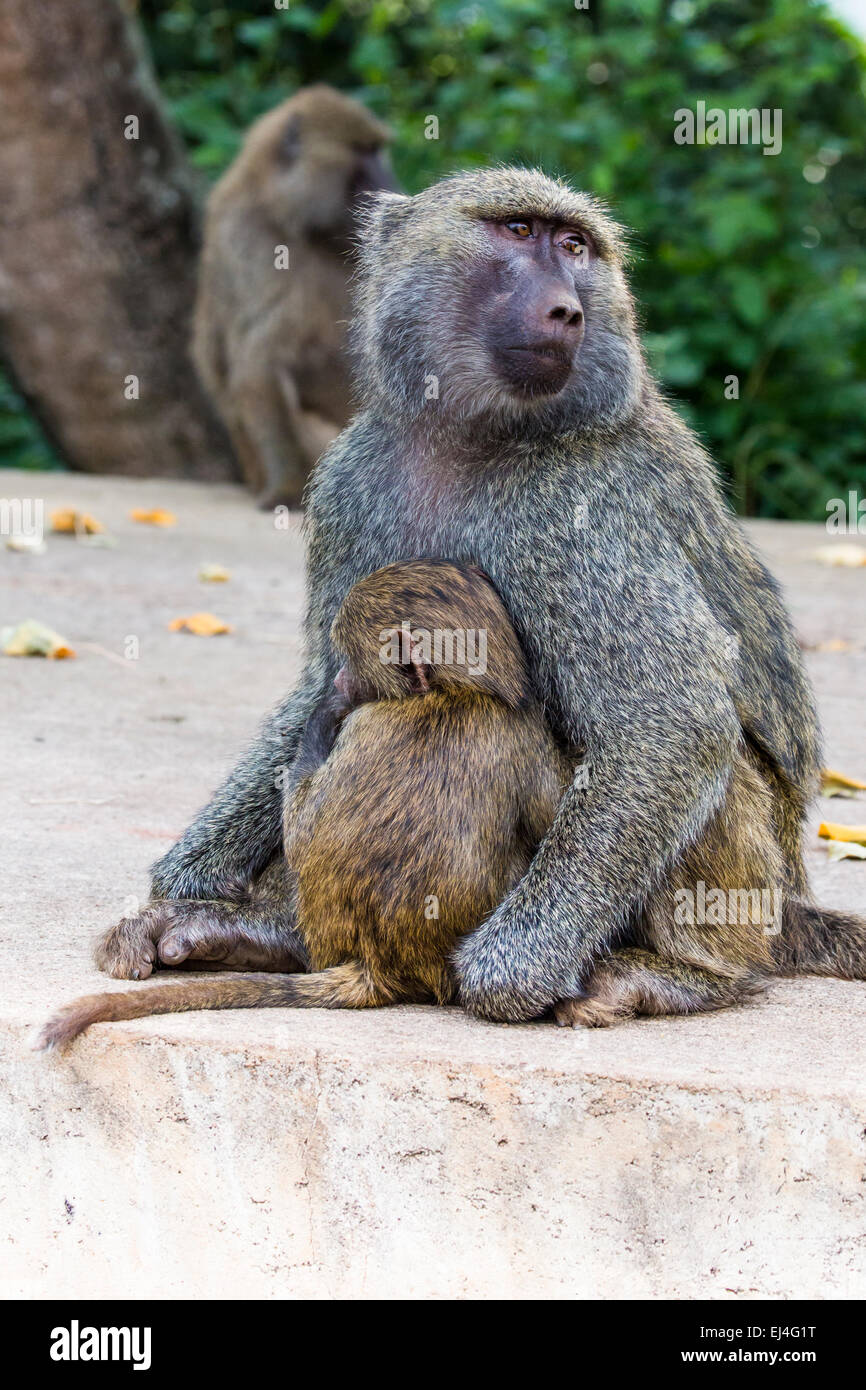 Mother and baby baboon Stock Photo - Alamy