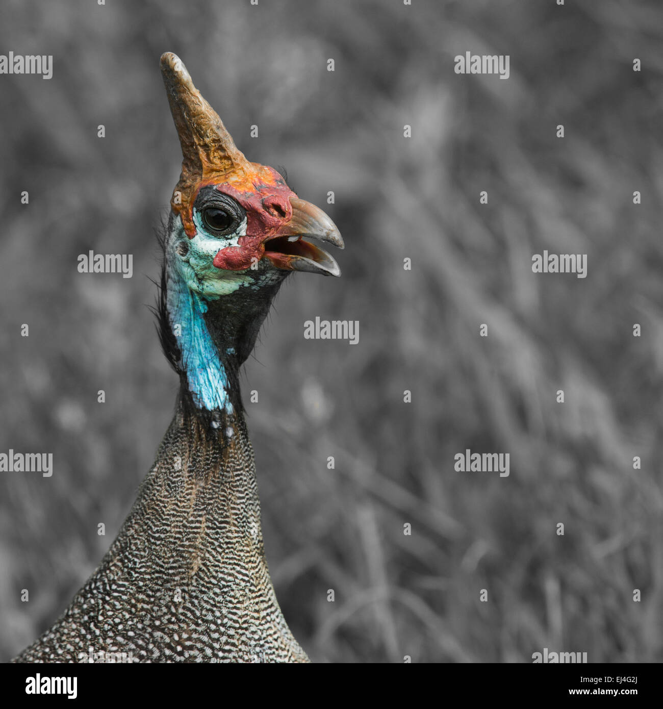 The Helmeted Guineafowl. Wild bird in Africa. Lake Manyara National ...
