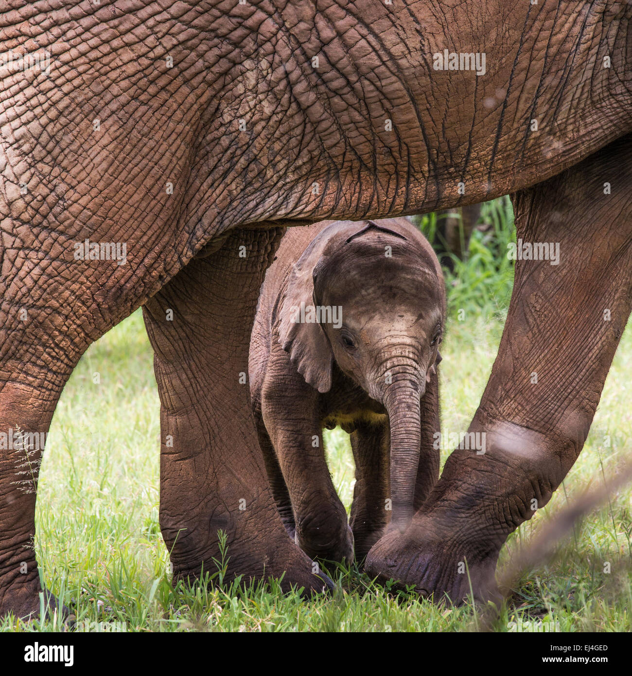 Baby Afrfican Elephant Calf between the legs of its mother and minders ...
