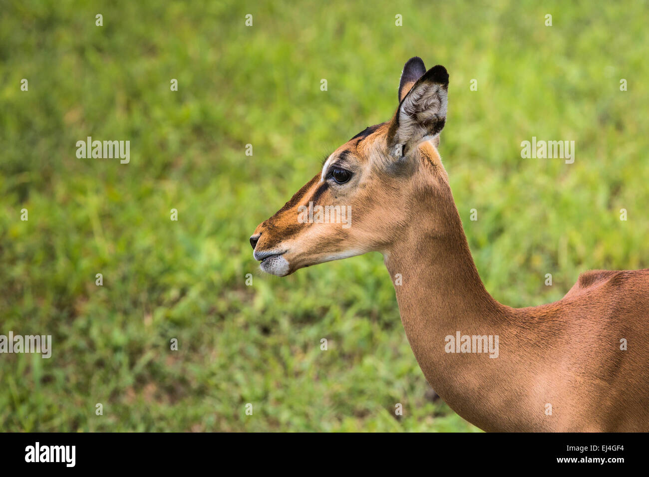 Female impala antelopes in Maasai Mara National Reserve, Kenya Stock ...