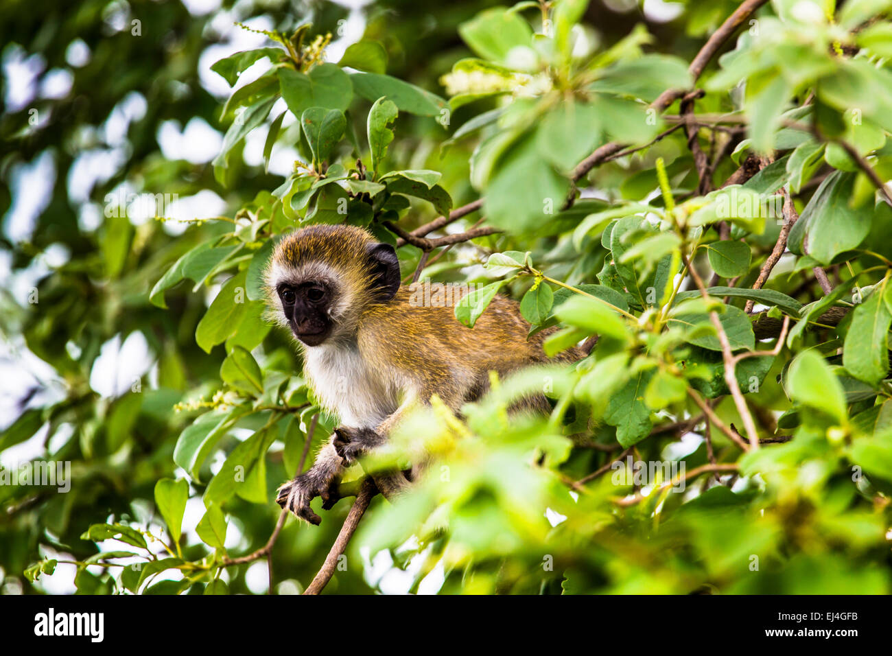 Vervet monkey (Cercopithecus aethiops) sitting in a tree, South Africa ...