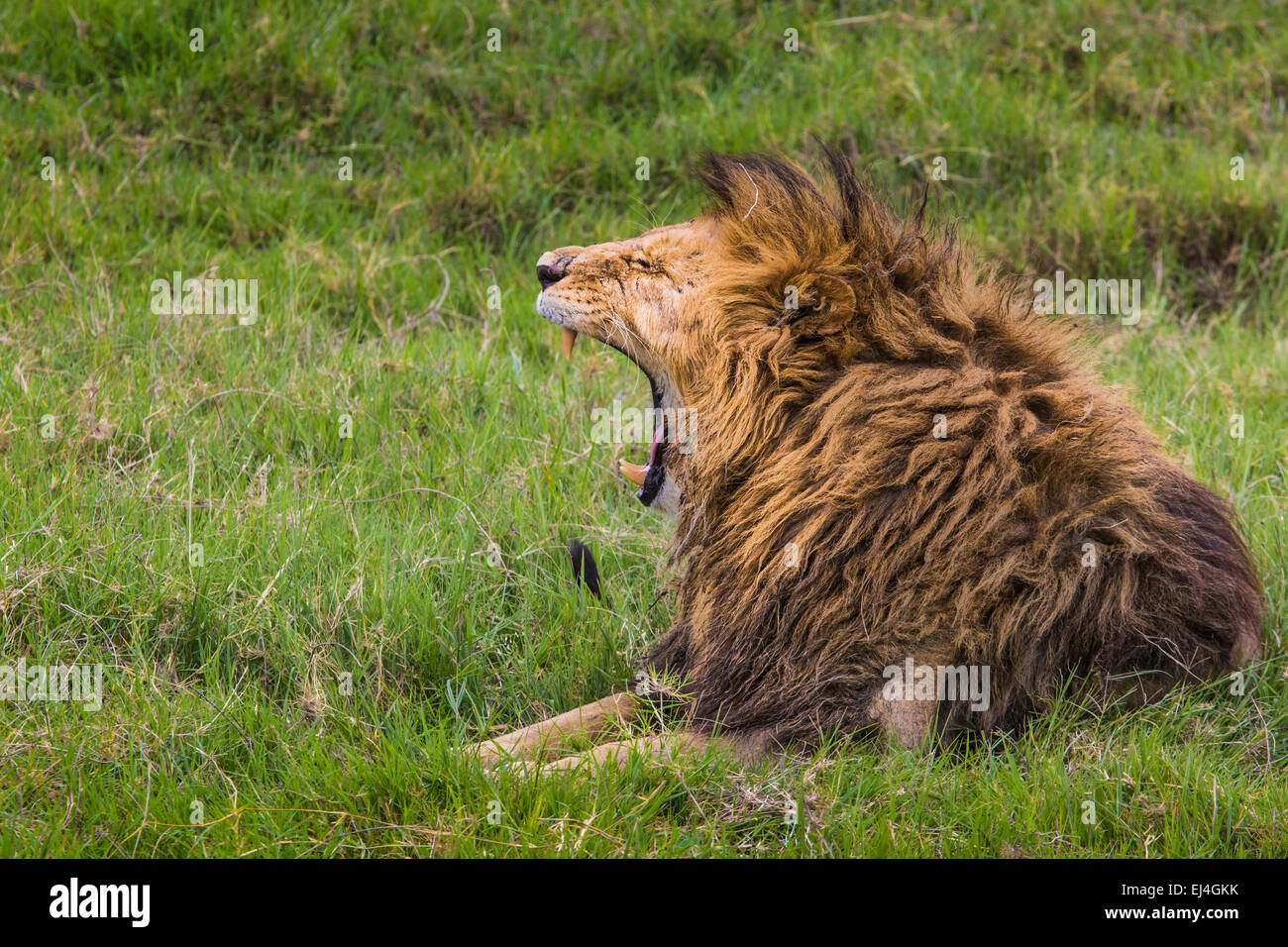Big Lion showing his dangerous teeth in Masai Mara, Kenya Stock Photo ...