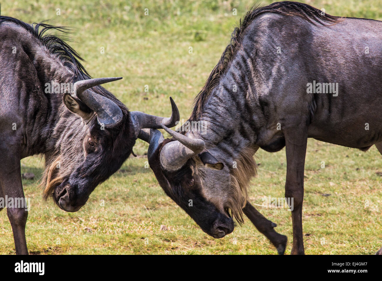 Two battling Wildebeests about to smash their heads against each other ...