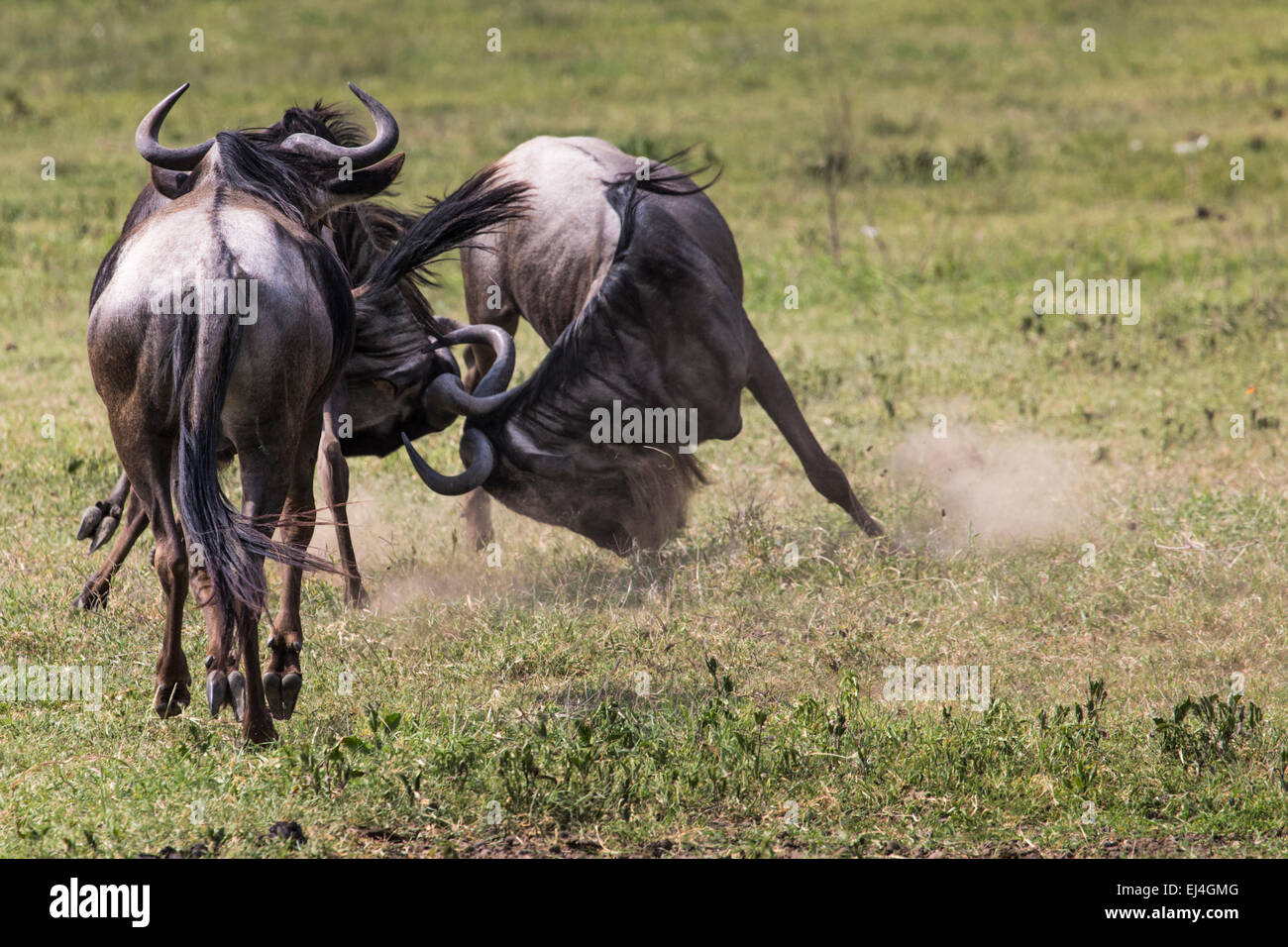 Two battling Wildebeests about to smash their heads against each other ...