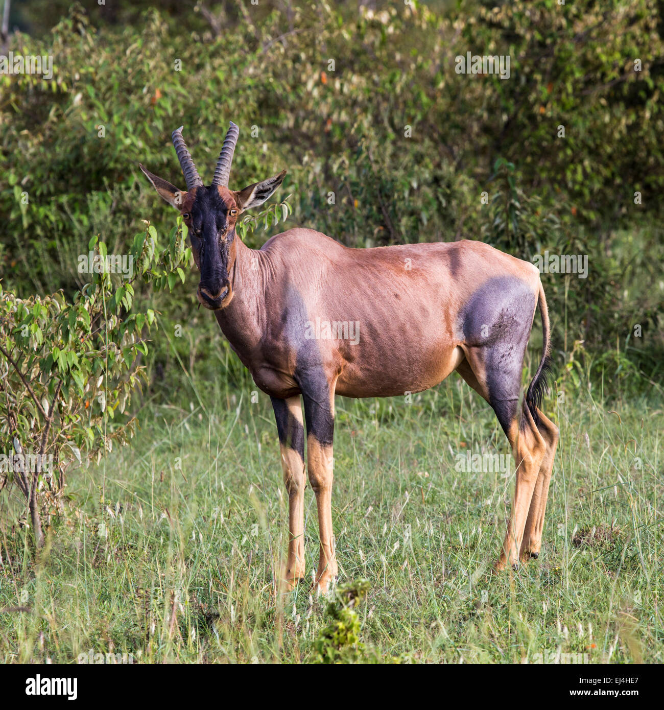Topi Antelope in the National Reserve of Africa, Kenya Stock Photo - Alamy