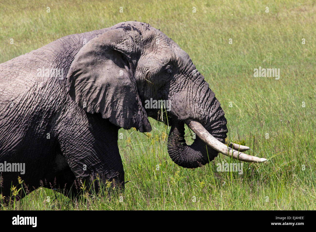 Huge African elephant bull in the Tarangire National Park, Tanzania ...