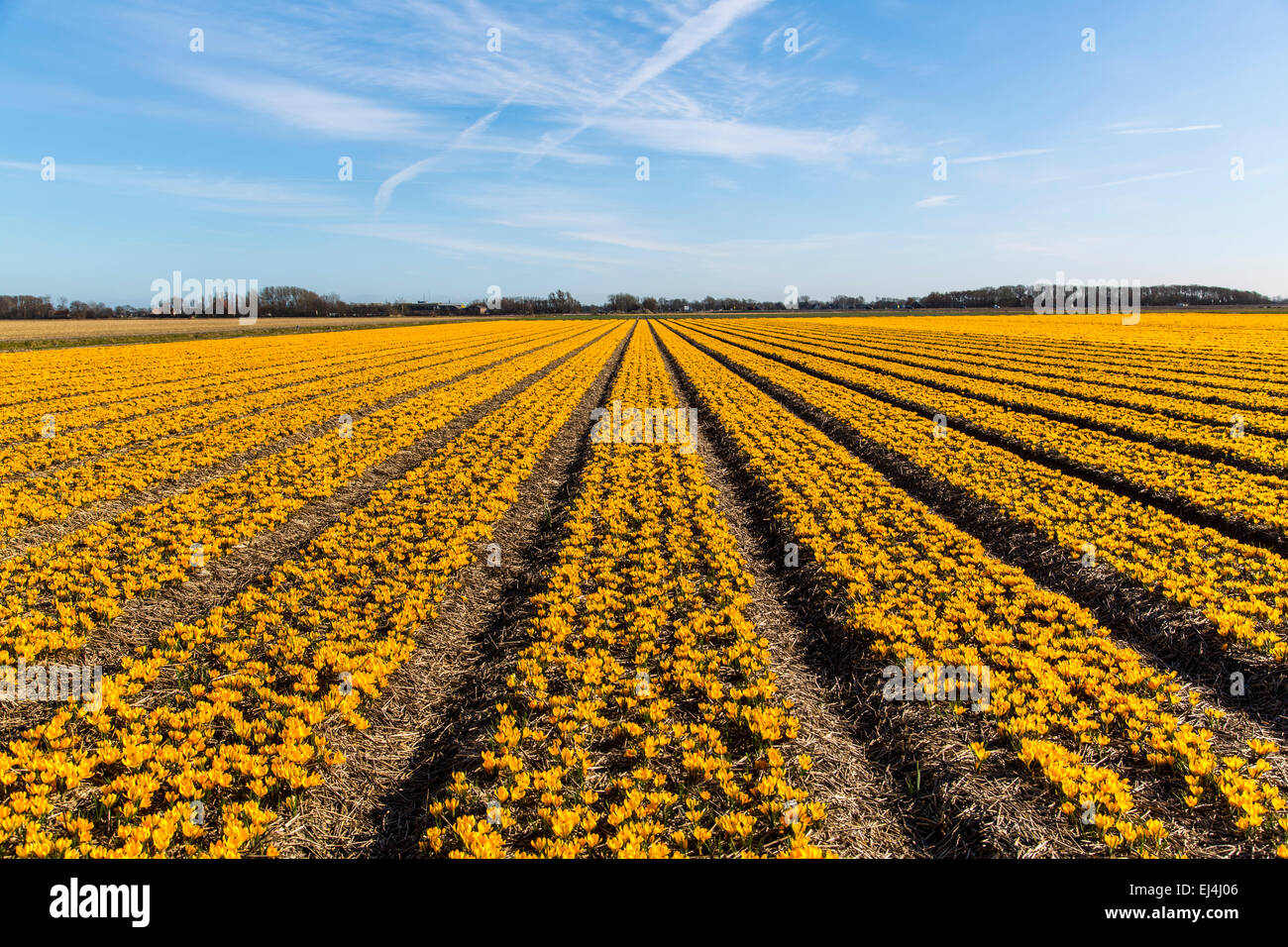 Mass Of Flowers Stock Photos & Mass Of Flowers Stock Images - Alamy
