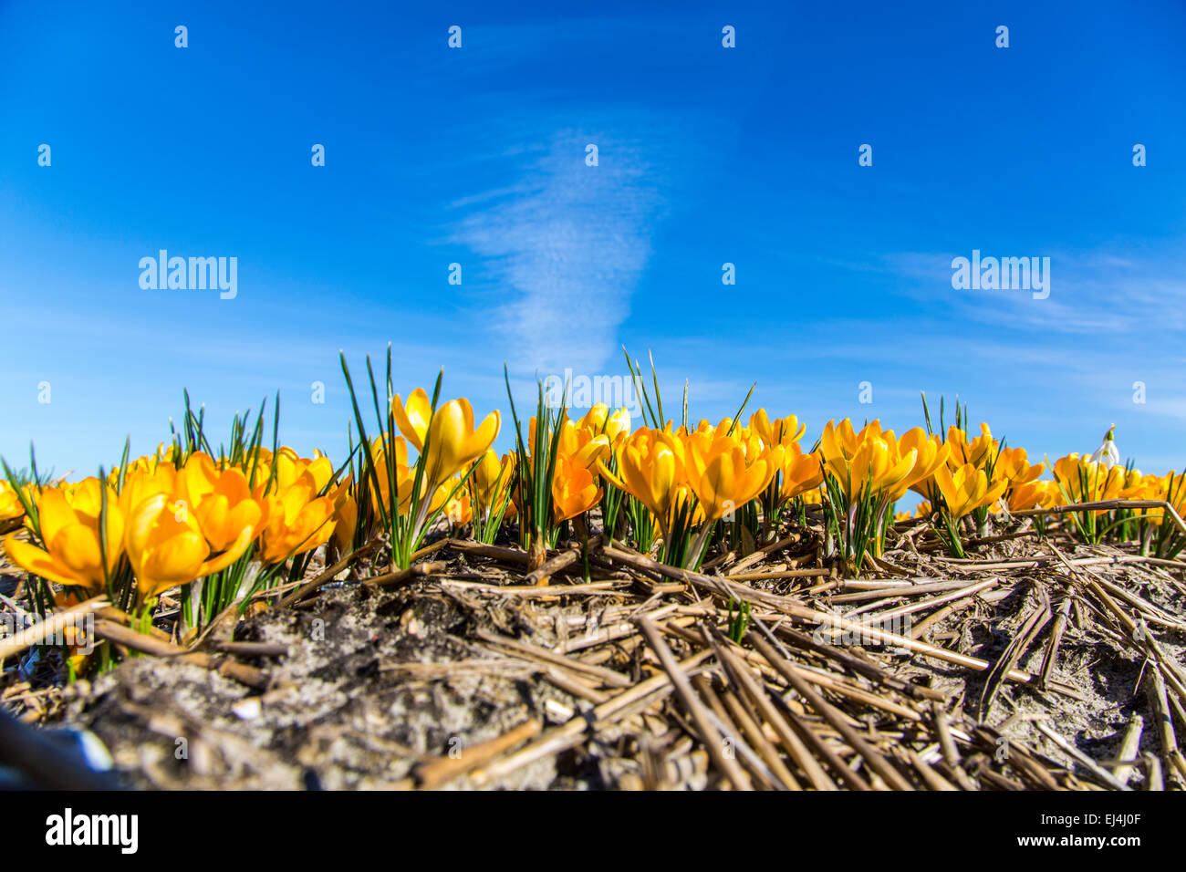 Mass cultivation of Crocus, Spring Crocus (Crocus vernus), on a field ...