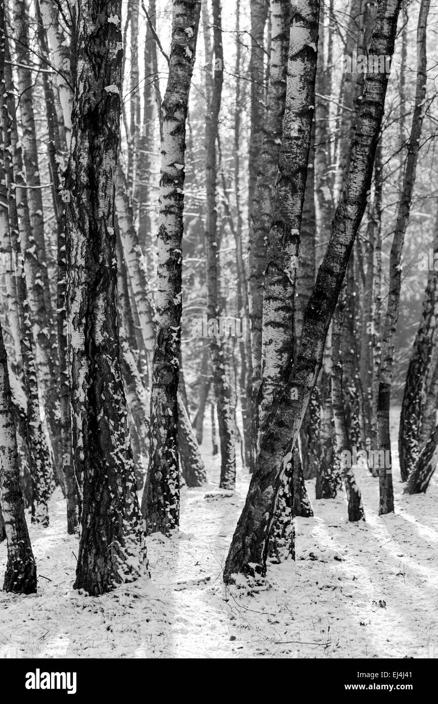 Birch Trees Black and White Stock Photos & Images - Alamy