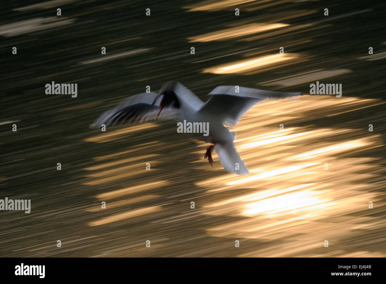 Flying blurred Black-headed Gull over lake with sun reflection Stock ...