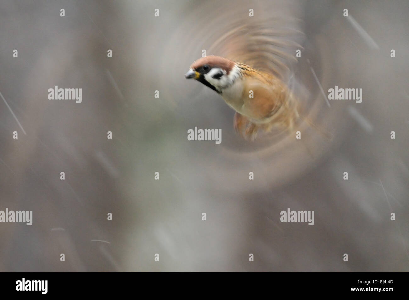 Flying blurred Tree Sparrow Stock Photo - Alamy