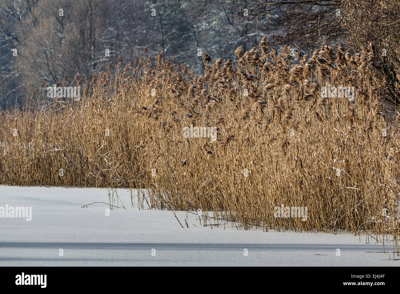 Winter time landscape in Poland Stock Photo - Alamy