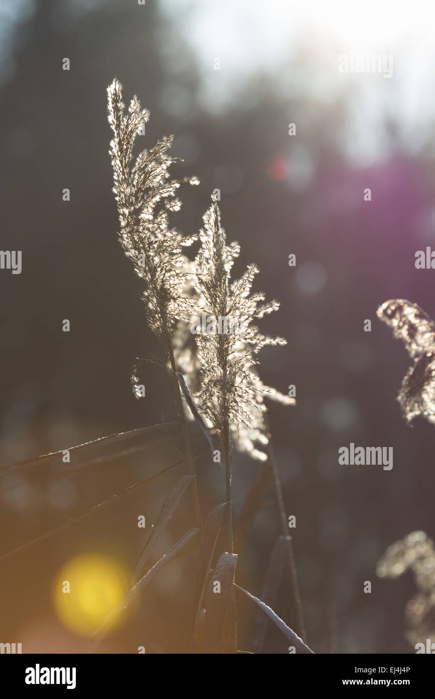 Winter time landscape in Poland Stock Photo - Alamy