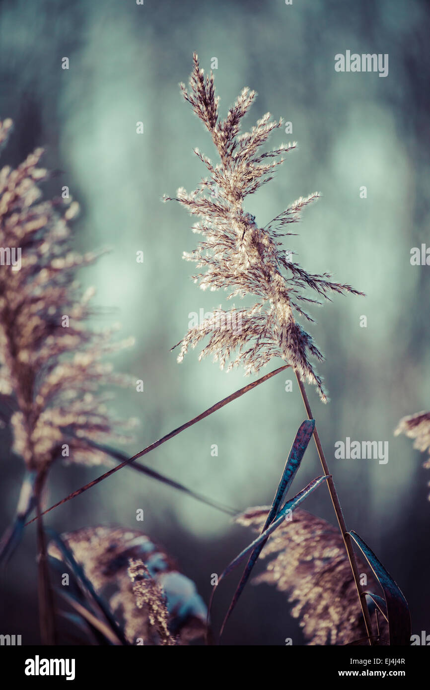 Winter time landscape in Poland Stock Photo - Alamy