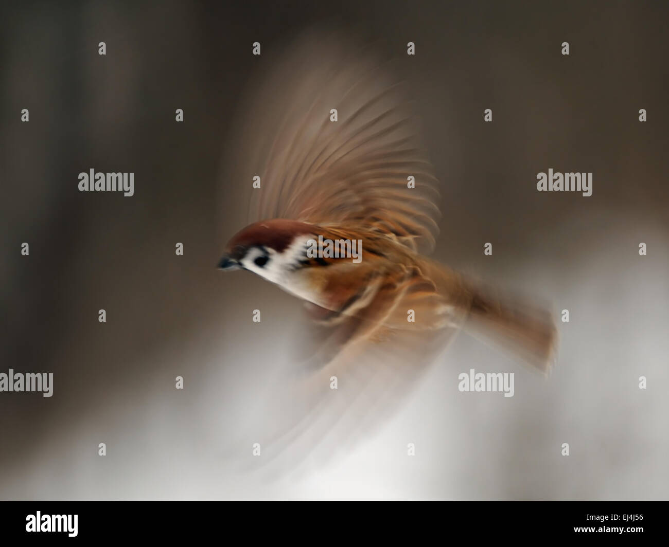 Flying blurred Tree Sparrow Stock Photo - Alamy