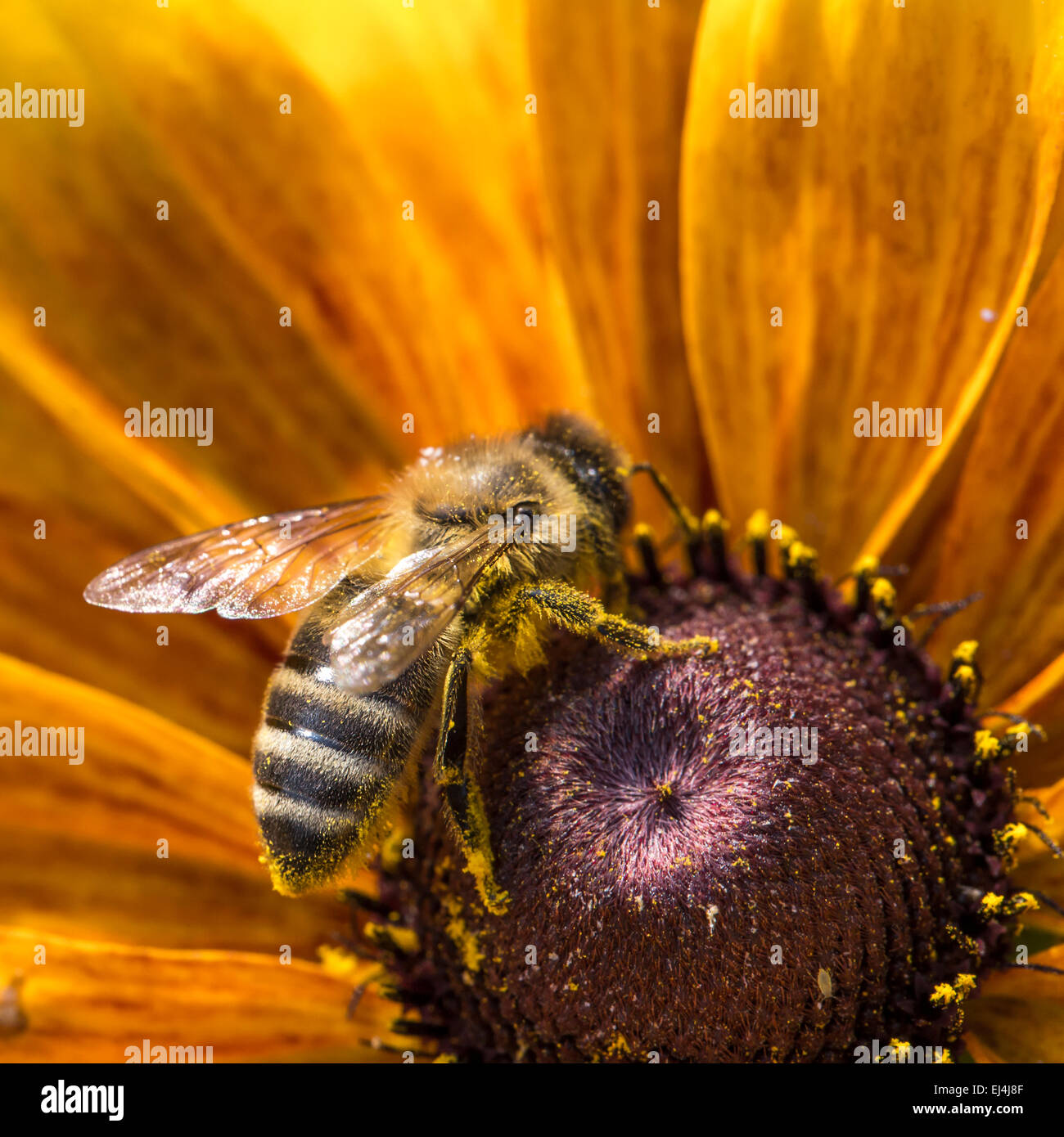 Close-up photo of a Western Honey Bee gathering nectar and spreading ...