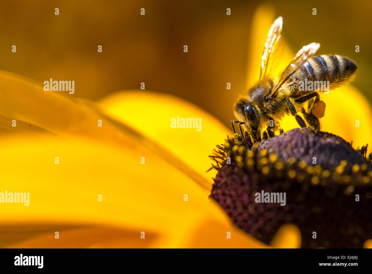 Close-up photo of a Western Honey Bee gathering nectar and spreading ...