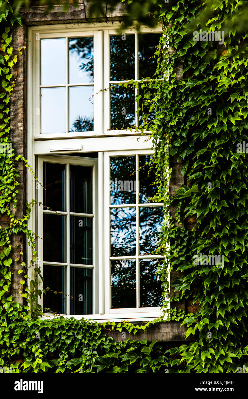 window covered with green ivy Stock Photo - Alamy