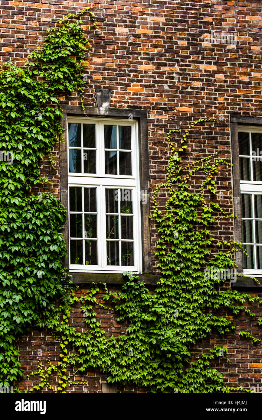 window covered with green ivy Stock Photo - Alamy