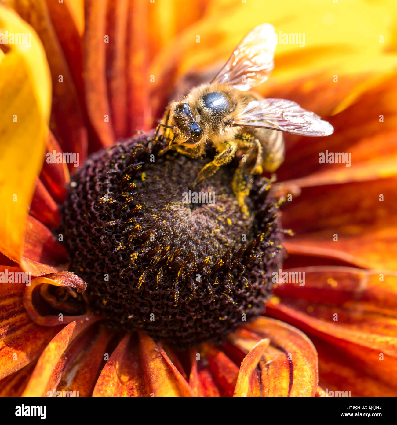 Close-up photo of a Western Honey Bee gathering nectar and spreading ...