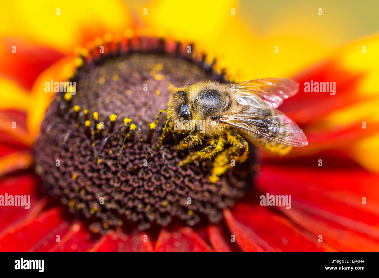 Close-up photo of a Western Honey Bee gathering nectar and spreading ...